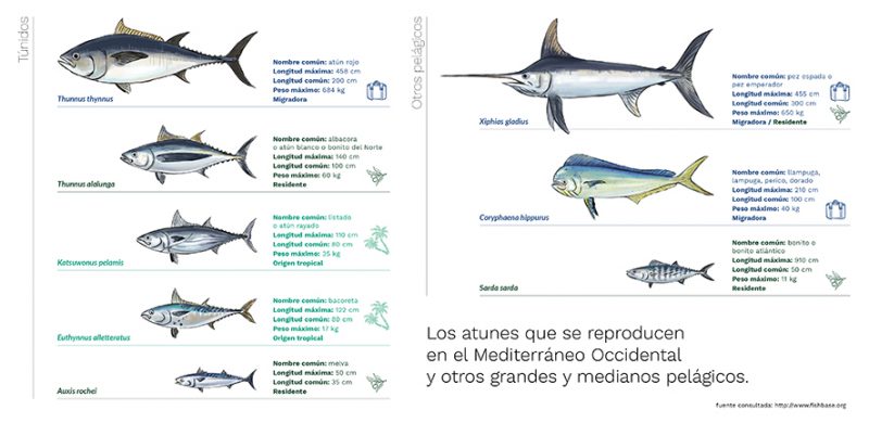 ATUNES QUE CRÍAN EN EL MEDITERRÁNEO Quiénes son y cómo llegan aquí ...
