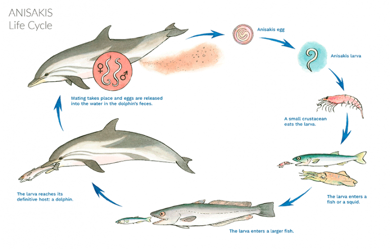 ANISAKIS: HOW DID IT GET TO THE FISH IN MY DISH? Find out about ...