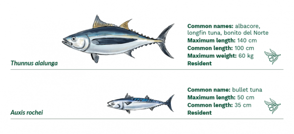 TUNA SPECIES THAT BREED IN THE MEDITERRANEAN Which they are and how ...