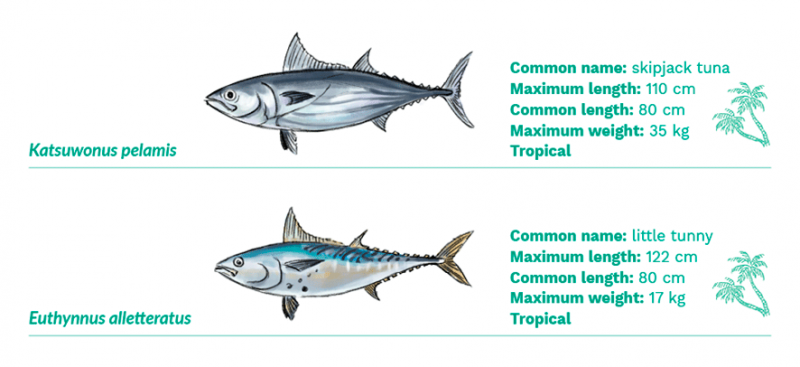 TUNA SPECIES THAT BREED IN THE MEDITERRANEAN Which they are and how ...