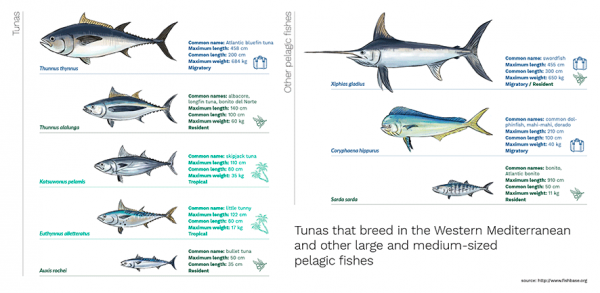 TUNA SPECIES THAT BREED IN THE MEDITERRANEAN Which they are and how ...