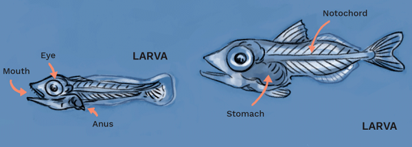 THE LIFE CYCLE OF THE ATLANTIC BLUEFIN TUNA How a 3-millimeter larva ...