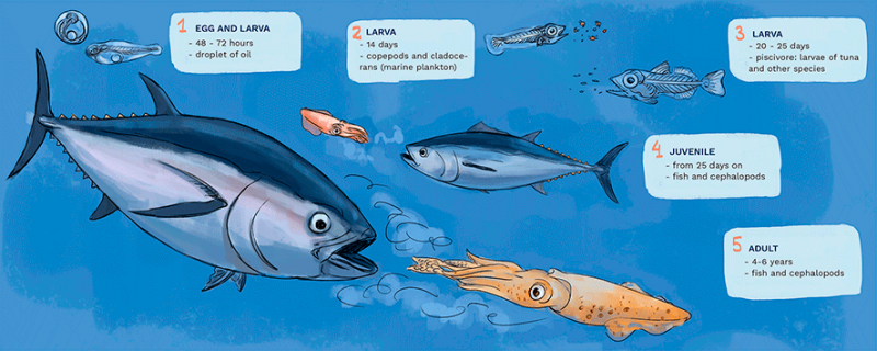 THE LIFE CYCLE OF THE ATLANTIC BLUEFIN TUNA How a 3-millimeter larva ...
