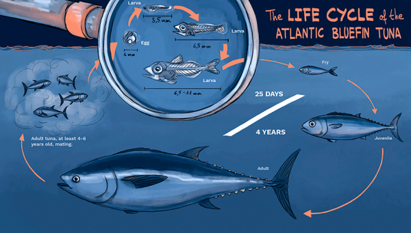 THE LIFE CYCLE OF THE ATLANTIC BLUEFIN TUNA How a 3-millimeter larva ...