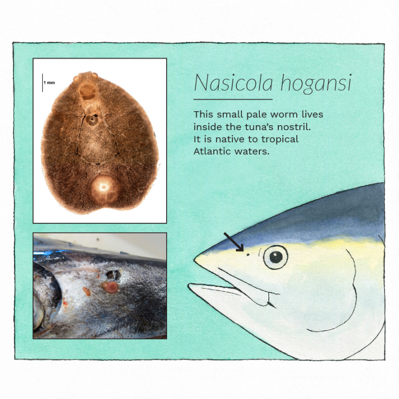 THE STORIES PARASITES TELL - Planet tuna