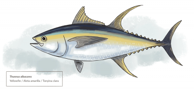 WHAT IS THE LIFE CYCLE OF THE YELLOWFIN TUNA AND ITS MIGRATION ROUTES ...