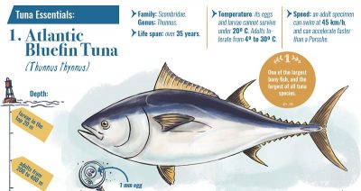 INFOGRAPHICS - Planet tuna