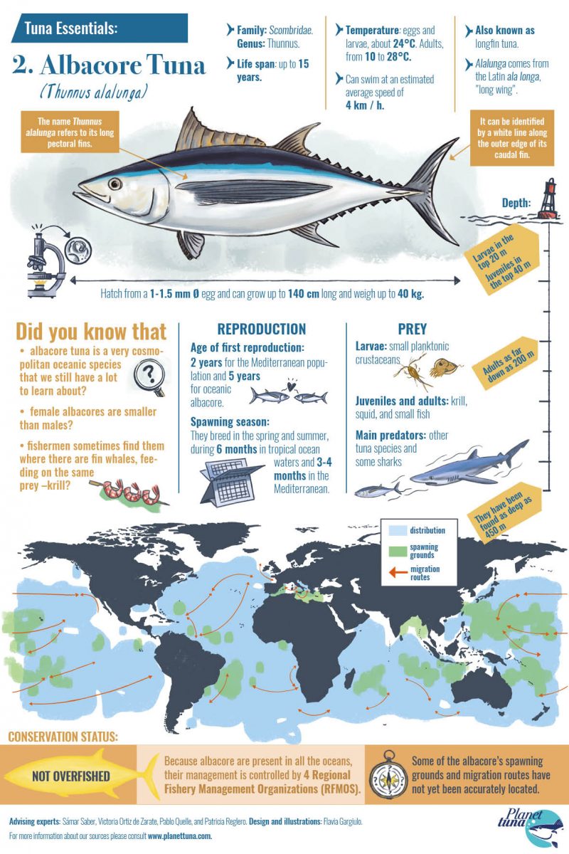 ALBACORE TUNA ESSENTIAL FACT SHEET - Planet tuna