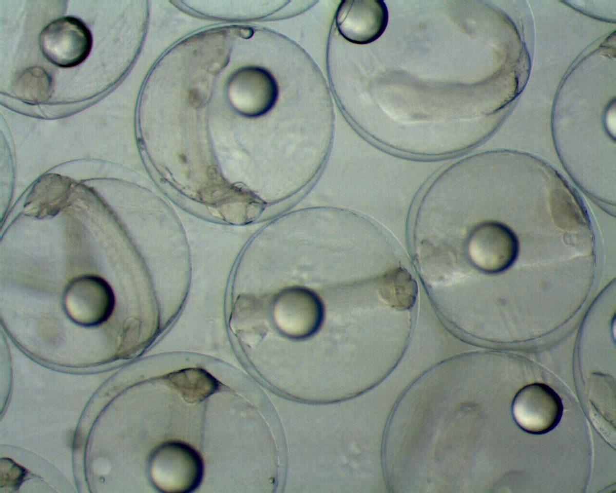 EXPLORA ENG - Planet tuna