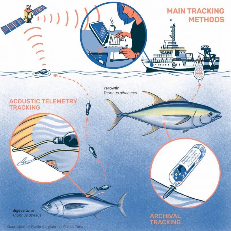 WHAT ARE THE BEST SOURCES ON THE MIGRATORY PATTERNS OF TUNA? - Planet tuna