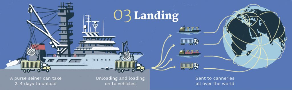 CANNED TUNA (II). THE JOURNEY OF A CAN - Planet tuna