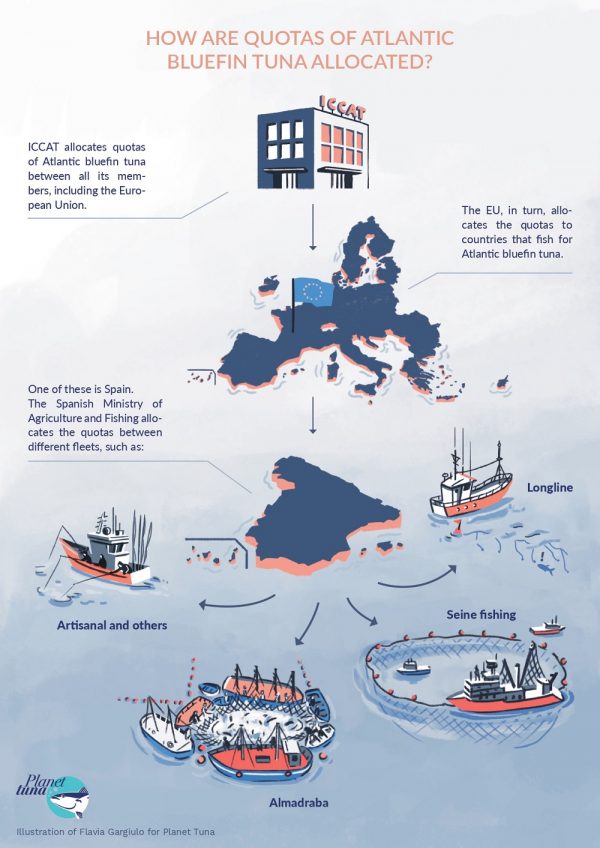 BLUEFIN TUNA QUOTAS ALLOCATION INFOGRAPHICS - Planet tuna