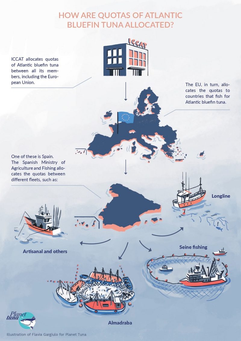 BLUEFIN TUNA QUOTAS ALLOCATION INFOGRAPHICS - Planet tuna