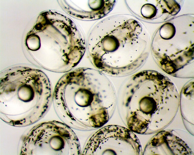 WHEN THE HUNTER BECOMES A PREY: WHO EATS WHO IN THE WORLD OF THE TUNA ...