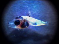 WHEN THE HUNTER BECOMES A PREY: WHO EATS WHO IN THE WORLD OF THE TUNA ...