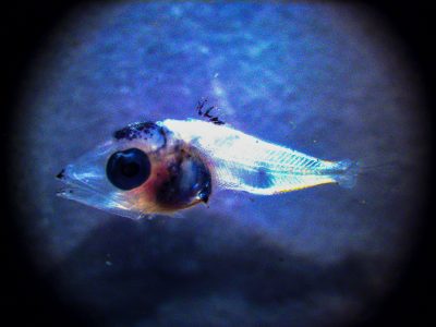 WHEN THE HUNTER BECOMES A PREY: WHO EATS WHO IN THE WORLD OF THE TUNA ...