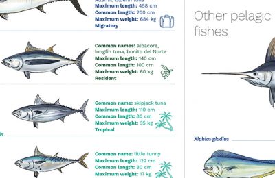 EXPLORA ENG - Planet tuna