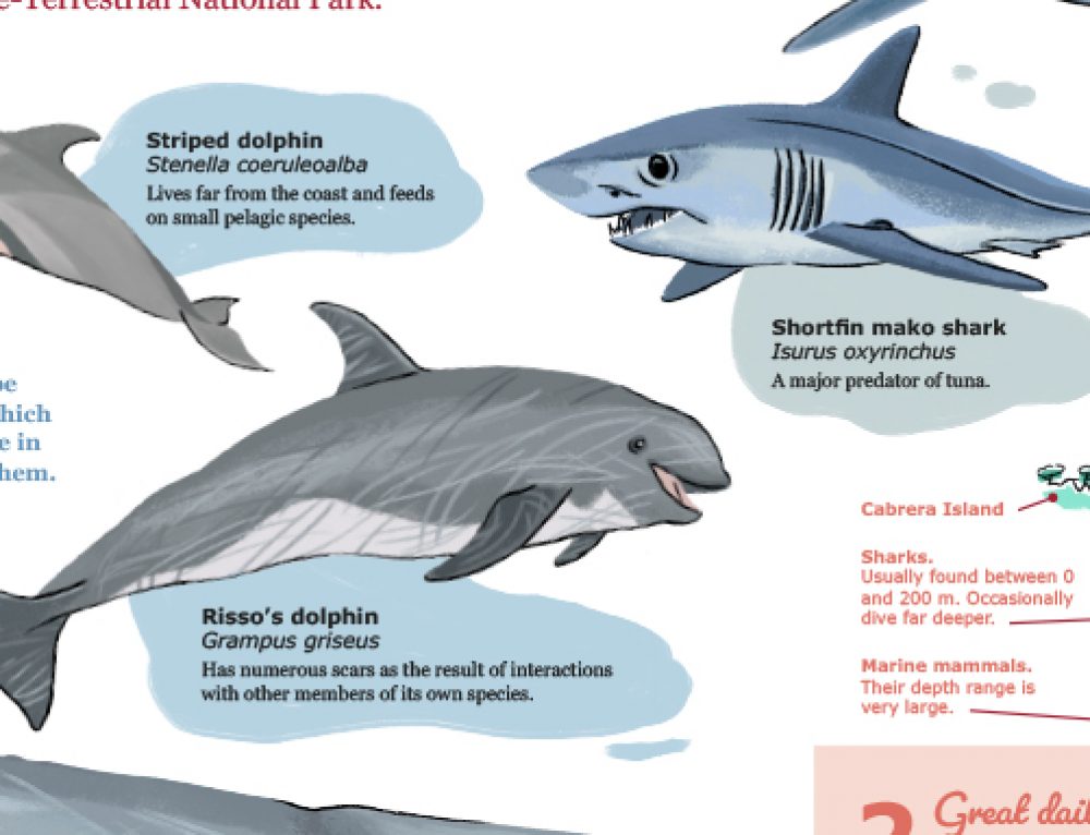 WHEN THE HUNTER BECOMES A PREY: WHO EATS WHO IN THE WORLD OF THE TUNA ...