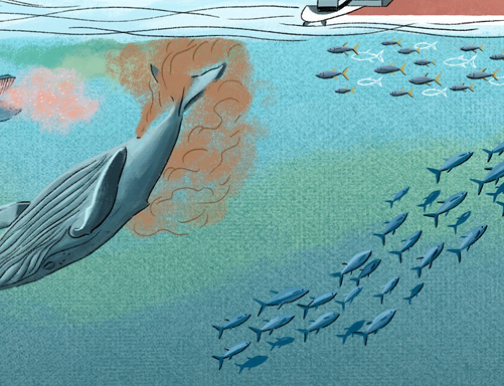 ATLANTIC BLUEFIN TUNA ESSENTIAL FACT SHEET - Planet tuna